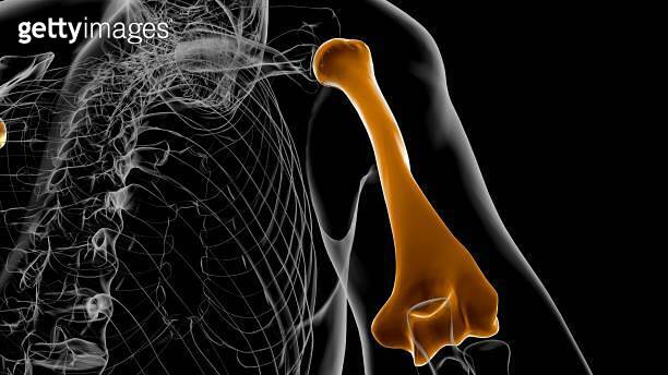 Human skeleton anatomy Humerus Bone 3D Rendering (1310736245) - 게티이미지뱅크