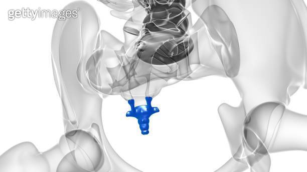 Human Skeleton Vertebral Column Coccyx or tail bone Anatomy (1303587176 ...