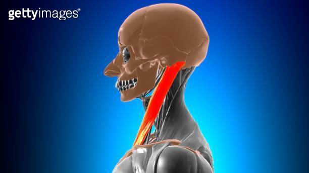 Sternocleidomastoid Muscle Anatomy For Medical Concept 3D 이미지 ...