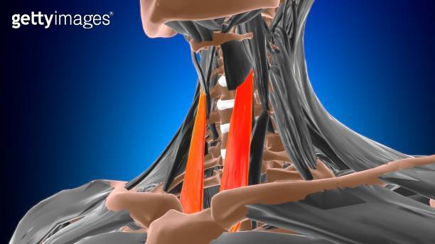 Sternothyroid Muscle Anatomy For Medical Concept 3D (1339185934) - 게티이미지뱅크