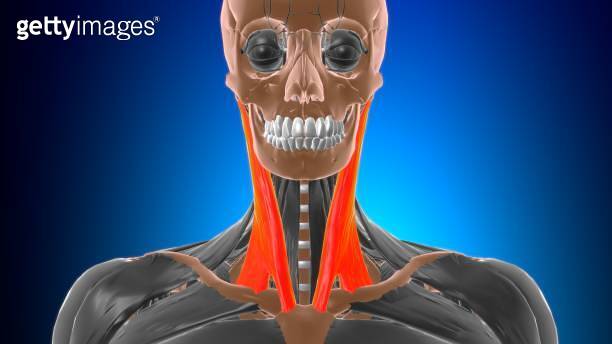 Sternocleidomastoid Muscle Anatomy For Medical Concept 3D (1339185976 ...