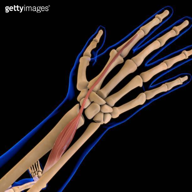 Extensor Indicis Muscle Anatomy For Medical Concept 3D Illustration ...