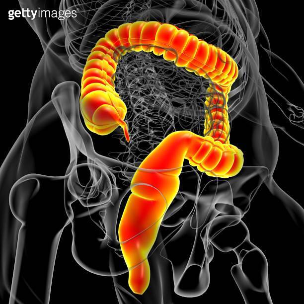 Large Intestine 3D Illustration Human Digestive System Anatomy 이미지 ...