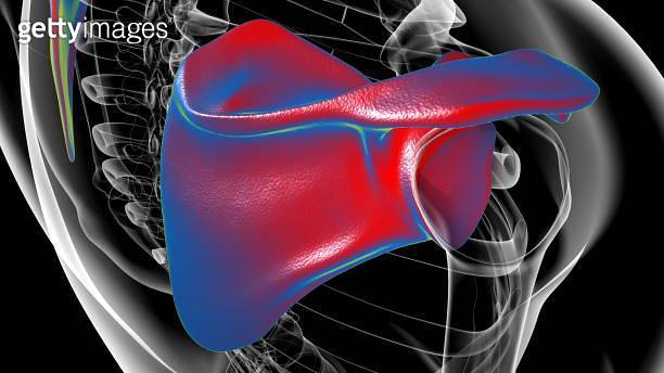 Human skeleton anatomy Scapula Bone 3D Rendering (1306155903) 일러스트, 무료 ...