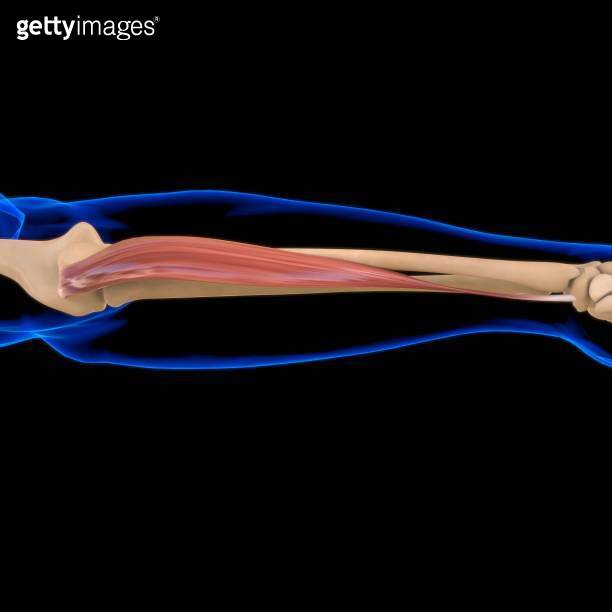 Flexor Carpi Ulnaris Muscle Anatomy For Medical Concept 3D Illustration ...