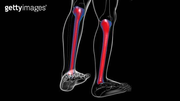Human skeleton anatomy Tibia Bone 3D Rendering (1306155835) 일러스트, 무료 ...