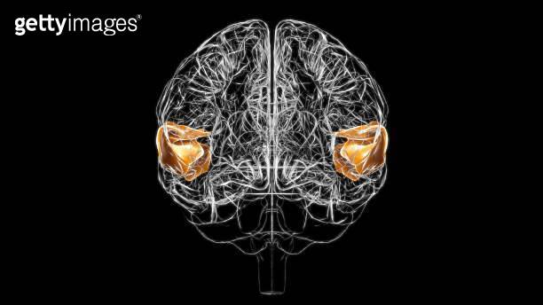 Brain Posterior part of right superior temporal gyrus Anatomy For ...