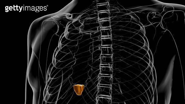 Human Skeleton Xiphoid process Anatomy 3D (1310740792) - 게티이미지뱅크