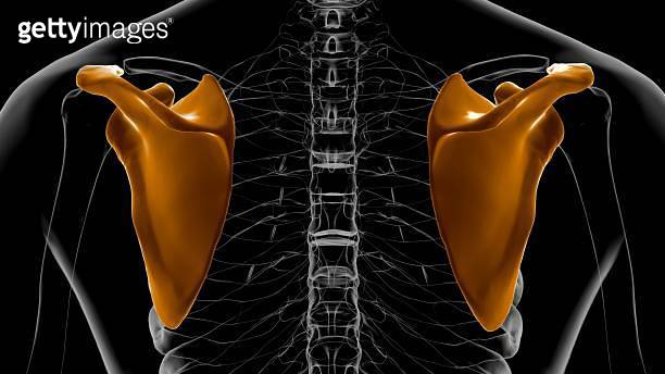 Human skeleton anatomy Scapula Bone 3D Rendering (1310736004) - 게티이미지뱅크