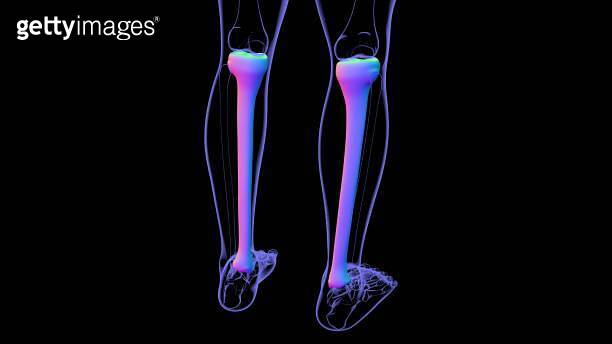 Human skeleton anatomy Tibia Bone 3D Rendering 이미지 (1328175292) - 게티이미지뱅크