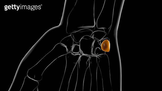 Human Skeleton Pisiform bone Anatomy 3D 이미지 (1310739389) - 게티이미지뱅크