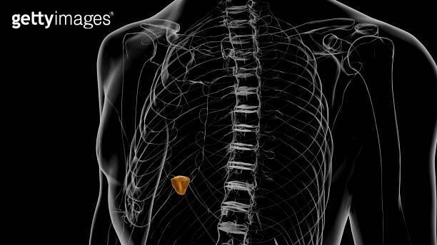 Human Skeleton Xiphoid process Anatomy 3D 이미지 (1310740768) - 게티이미지뱅크