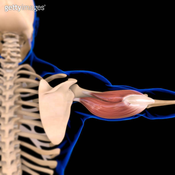 Tricep Mucsle Anatomy For Medical Concept 3D Illustration 이미지 ...