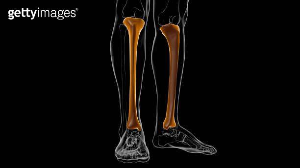 Human skeleton anatomy Tibia Bone 3D Rendering 이미지 (1310736030) - 게티이미지뱅크