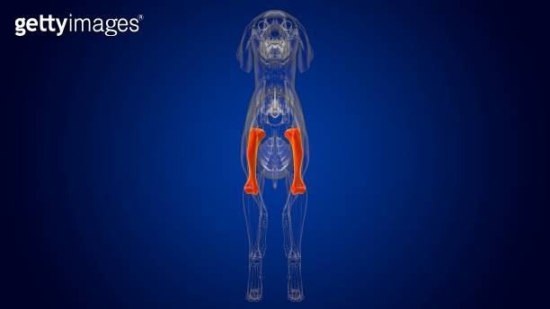 Humerus Bones Dog skeleton Anatomy For Medical Concept 3D (1334505121 ...