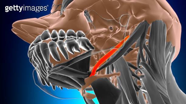 Stylohyoid Muscle Anatomy For Medical Concept 3D (1339185847) - 게티이미지뱅크