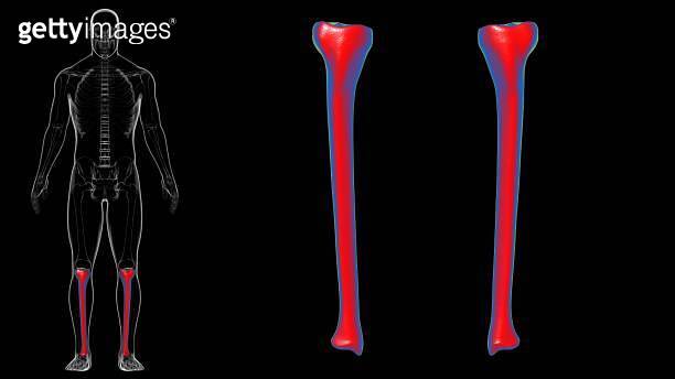 Human skeleton anatomy Tibia Bone 3D Rendering (1306155773) - 게티이미지뱅크