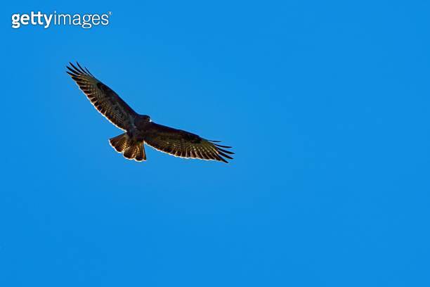 Bird of prey flies in the backlight with glowing feathers 이미지 ...