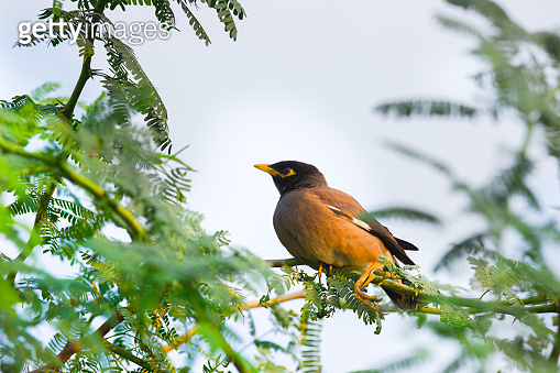 Common Myna - Acridotheres tristis or Indian myna , sometimes spelled ...