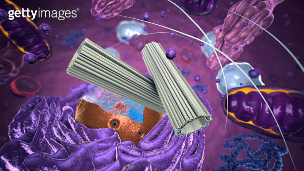 Organelles inside Eukaryote, focus on centrosome - 3d illustration ...