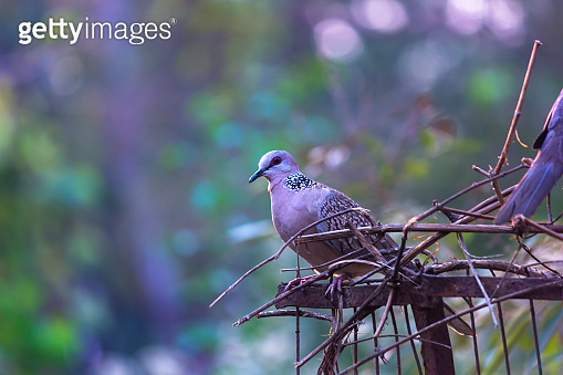 Doves are amazing animals. Their capacity to find their way home over ...