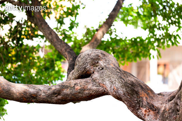 Closeup old tree branch, background with copy space 이미지 (1324589325 ...