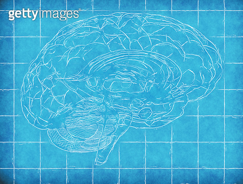 Human brain - side view blue 3d render blueprint 이미지 (1320176159) - 게티이미지뱅크