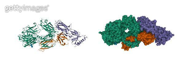 Structure of the complement component C3c 이미지 (1308963791) - 게티이미지뱅크