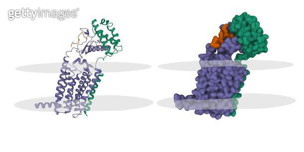Structure of the CGRP receptor (blue) with CGRP peptide (brown) and ...