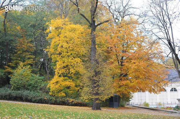 Autumn colors of foliage of leaves on trees in a park in fall (Lazienki ...