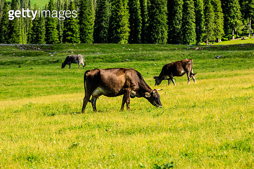 Cows eating grass on the Nalati grassland in Xinjiang. (1333134487 ...