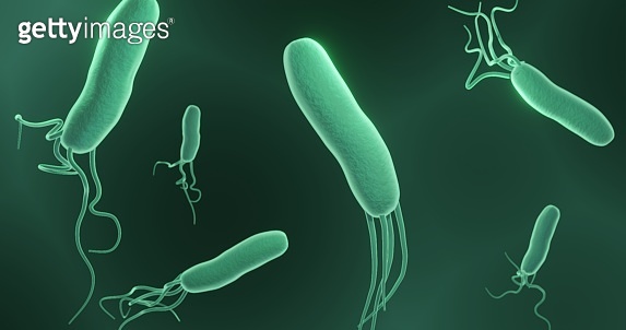 Helicobacter bacteria 이미지 (1325392333) - 게티이미지뱅크
