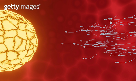 The sperm is directed towards the egg. To do human mating. A pre ...