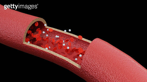 Red blood cells and white blood cells flow through the large blood ...