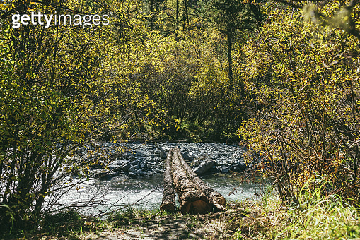 Scenic landscape with log bridge over mountain river in wild autumn ...