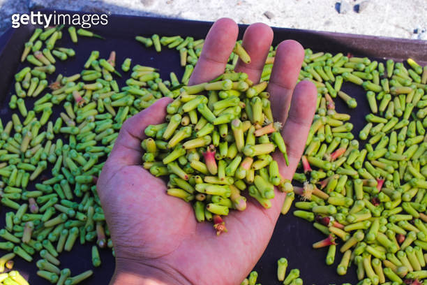 Fresh cloves on hand harvested from the fields 이미지 (1334536930) - 게티이미지뱅크