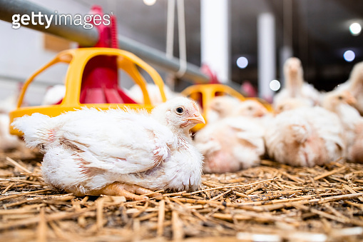 Close up view of fast growing chicken at modern poultry farm. 이미지 ...