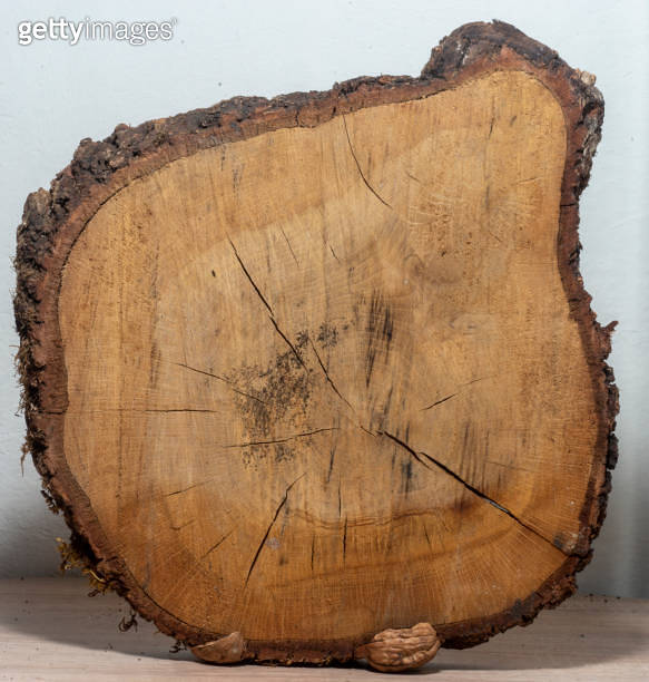 saw cut oak tree 이미지 (1302075349) - 게티이미지뱅크