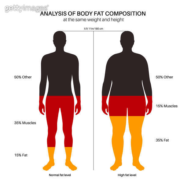 Body fat composition 이미지 (1359908830) - 게티이미지뱅크