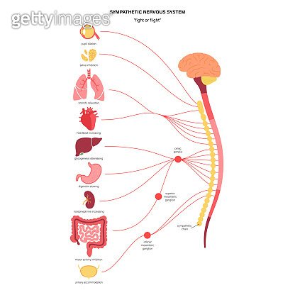 Symphathetic nervous system 이미지 (1348768318) - 게티이미지뱅크