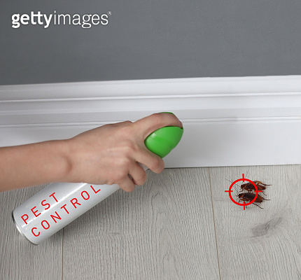 Woman spraying insecticide onto cockroaches with gun target, closeup ...