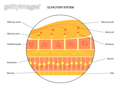 Olfactory system anatomy 이미지 (1356863880) - 게티이미지뱅크