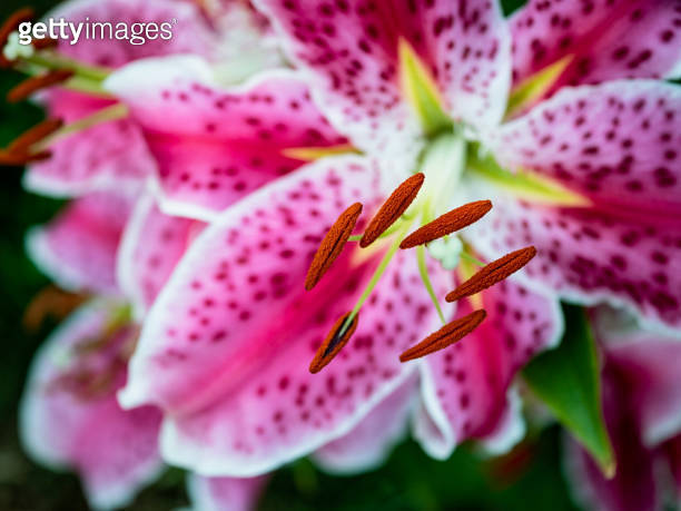 Vibrant Stargazer Lilies Growing in Seattle Garden 이미지 (1331683077 ...