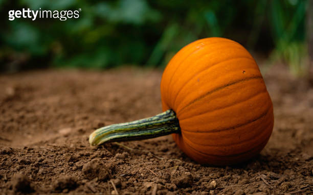 Single Orange-colored pumpkin on the farm soil sideways. Backdrop image ...