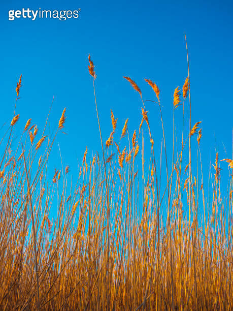 Brown Common Reed Plants with Flowers Waving in the Wind against Clean ...