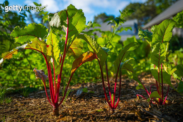 Beet plants with red stems and wide green leaves in the garden 이미지 ...
