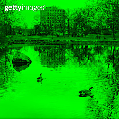 Green Nightscape Photo of Pond with Rock, Two Ducks, Bare Trees, and ...