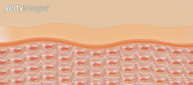 3d skin layer of the skin cell, skin cell microscope. (1305028992) - 게티 ...