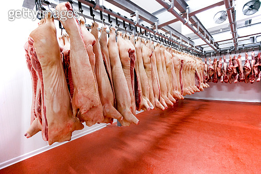 Big fridge room with chopped raw pork meat arranged in line, on a meat ...