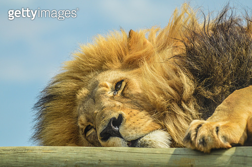 Closeup of a majestic young brown lion during a South African Safari ...